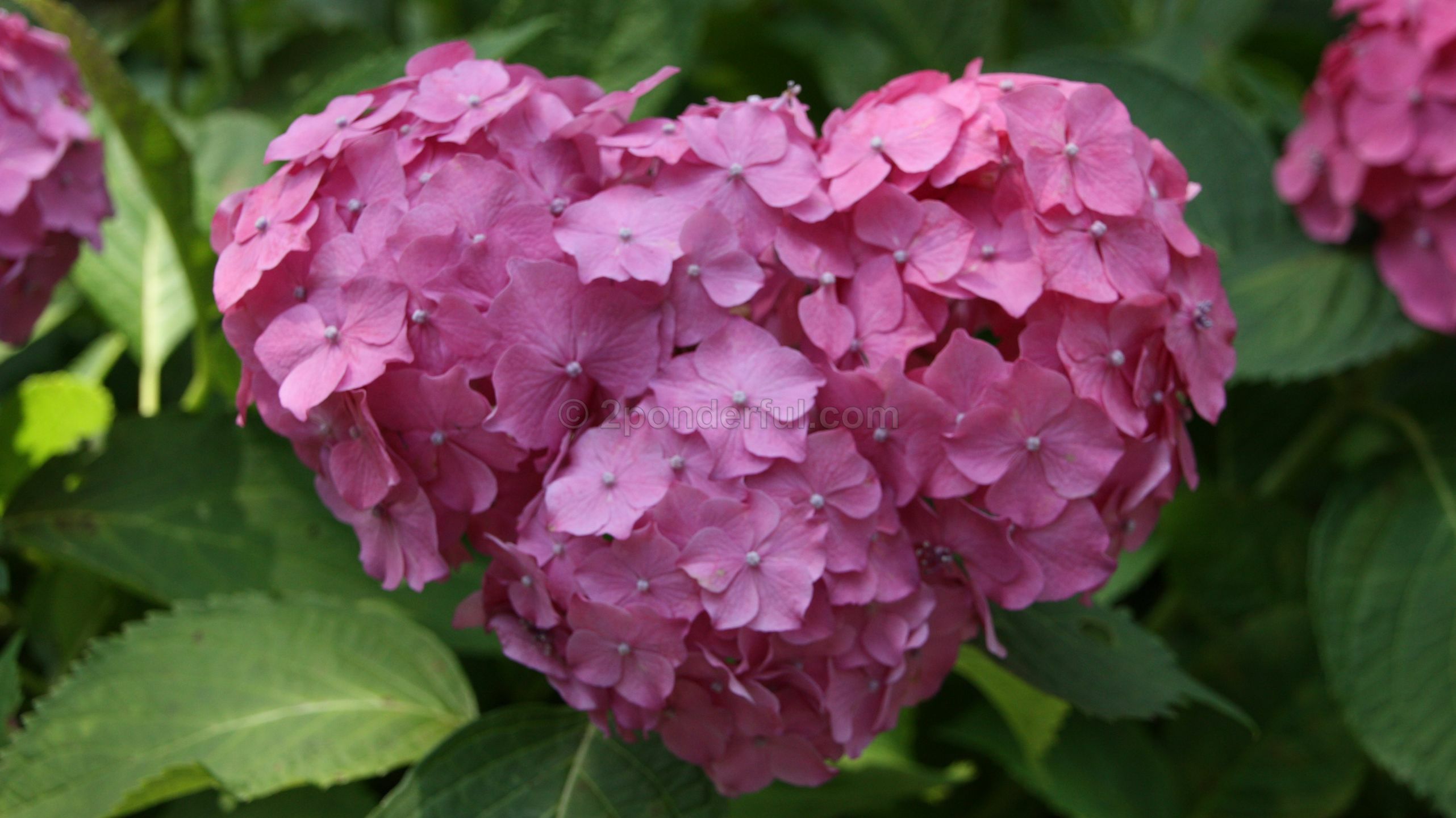 Ajisai / Mimuroto-ji temple | Nipponderful.com